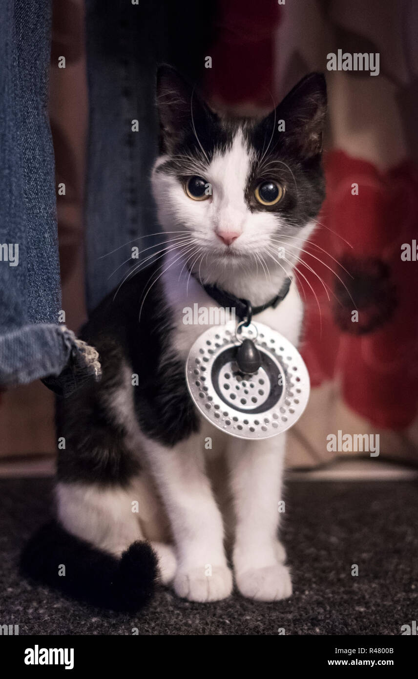 black and white kitten sitting proudly with a big rapper pendant made ...