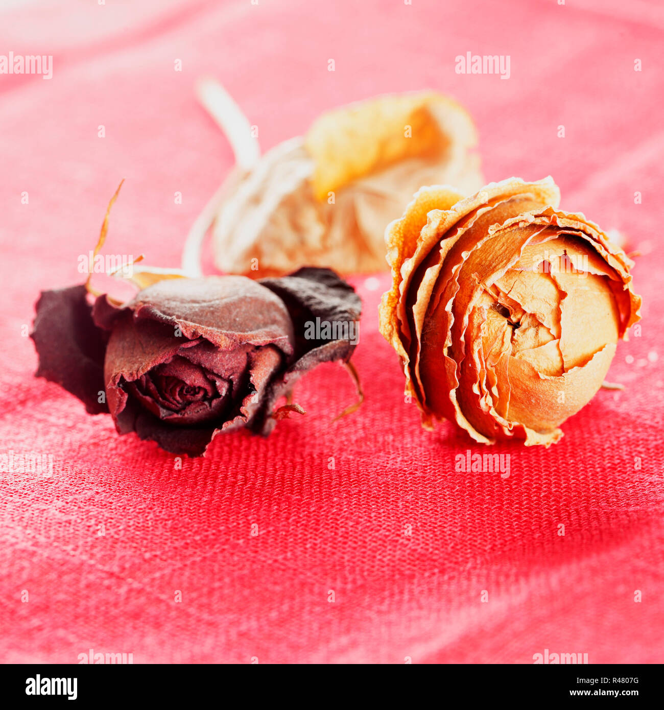 Dead plant tissue hi-res stock photography and images - Alamy