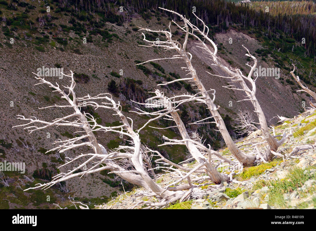 Alpine biome hi-res stock photography and images - Alamy