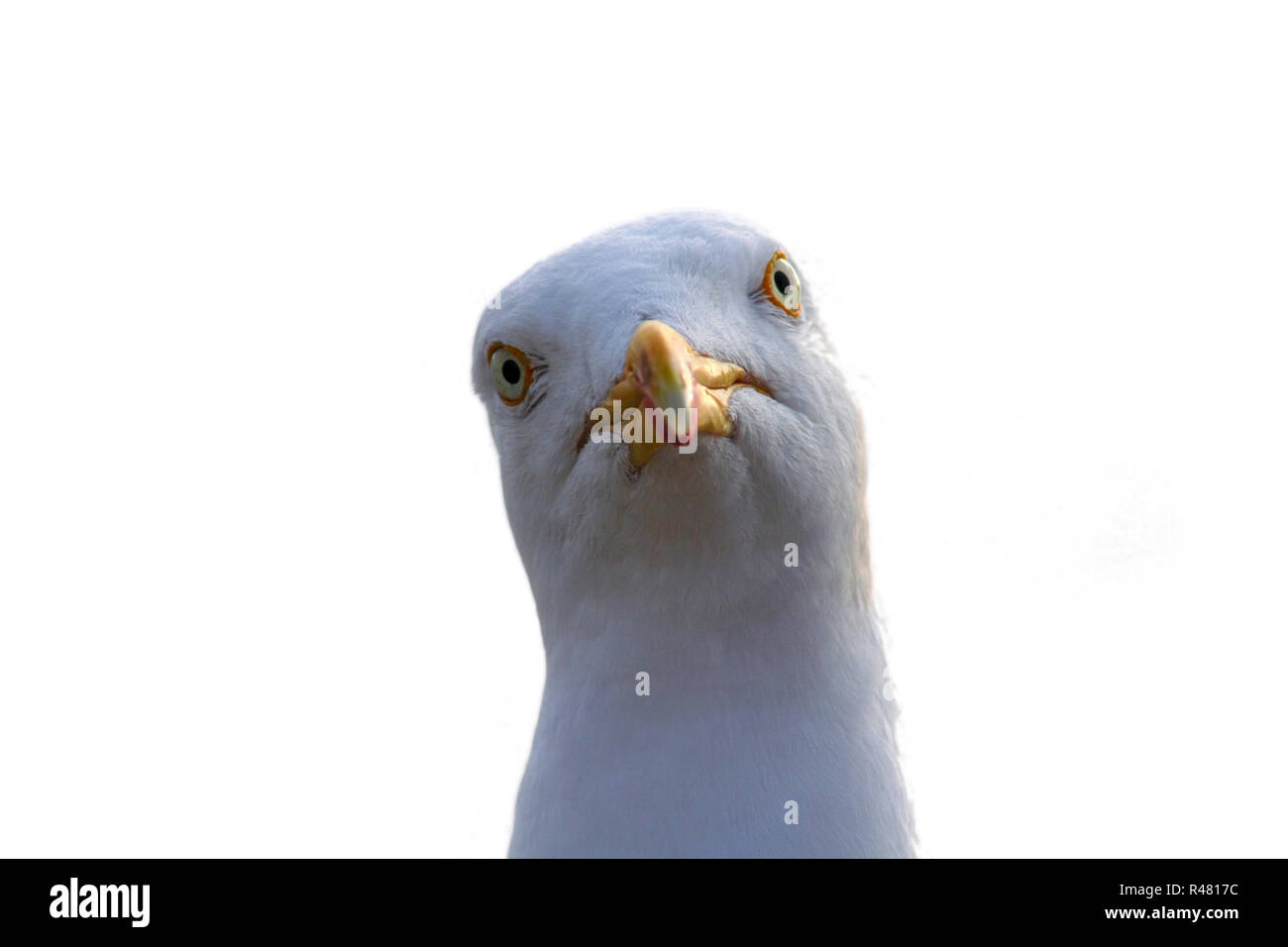 Fat seagull hi-res stock photography and images - Alamy