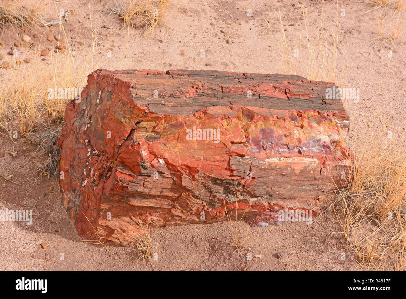 Petrified Log in the Desert Stock Photo - Alamy