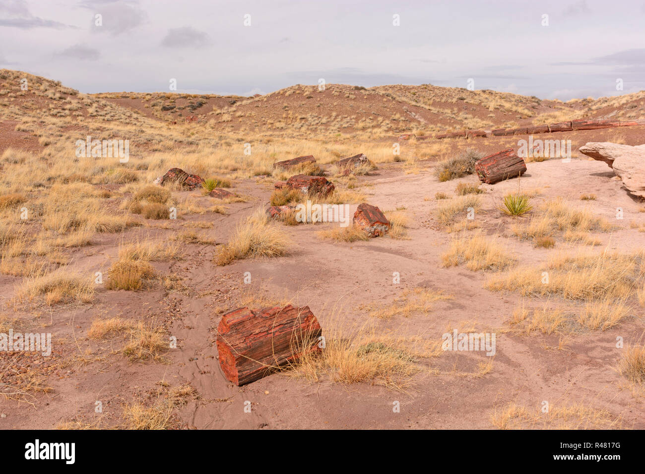 Petrified Log Panorama in the Desert Stock Photo - Alamy