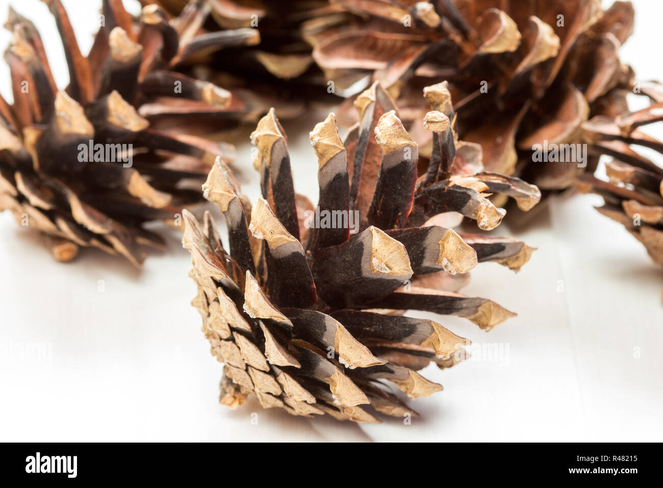 Fir cones close up group hi-res stock photography and images - Alamy
