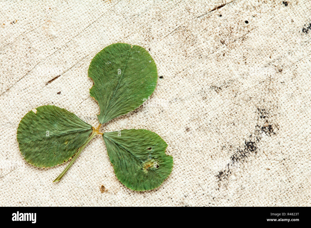 Dry clover with copy-space Stock Photo - Alamy
