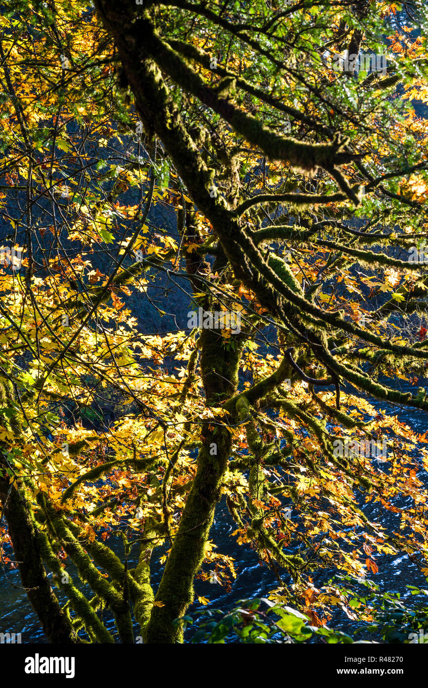 Branchy trees hi-res stock photography and images - Alamy