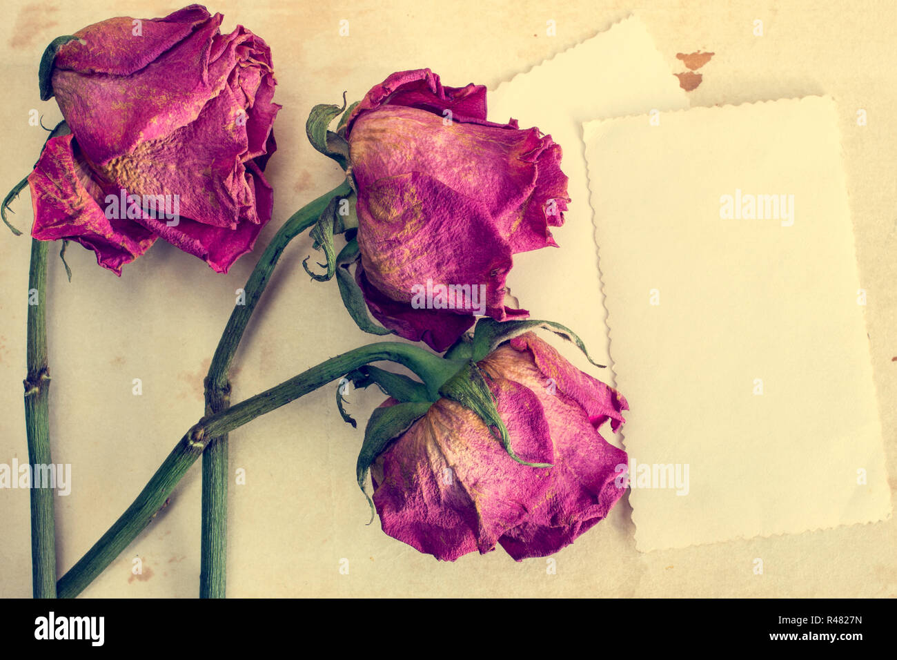 Old roses and empty card for greetings Stock Photo - Alamy