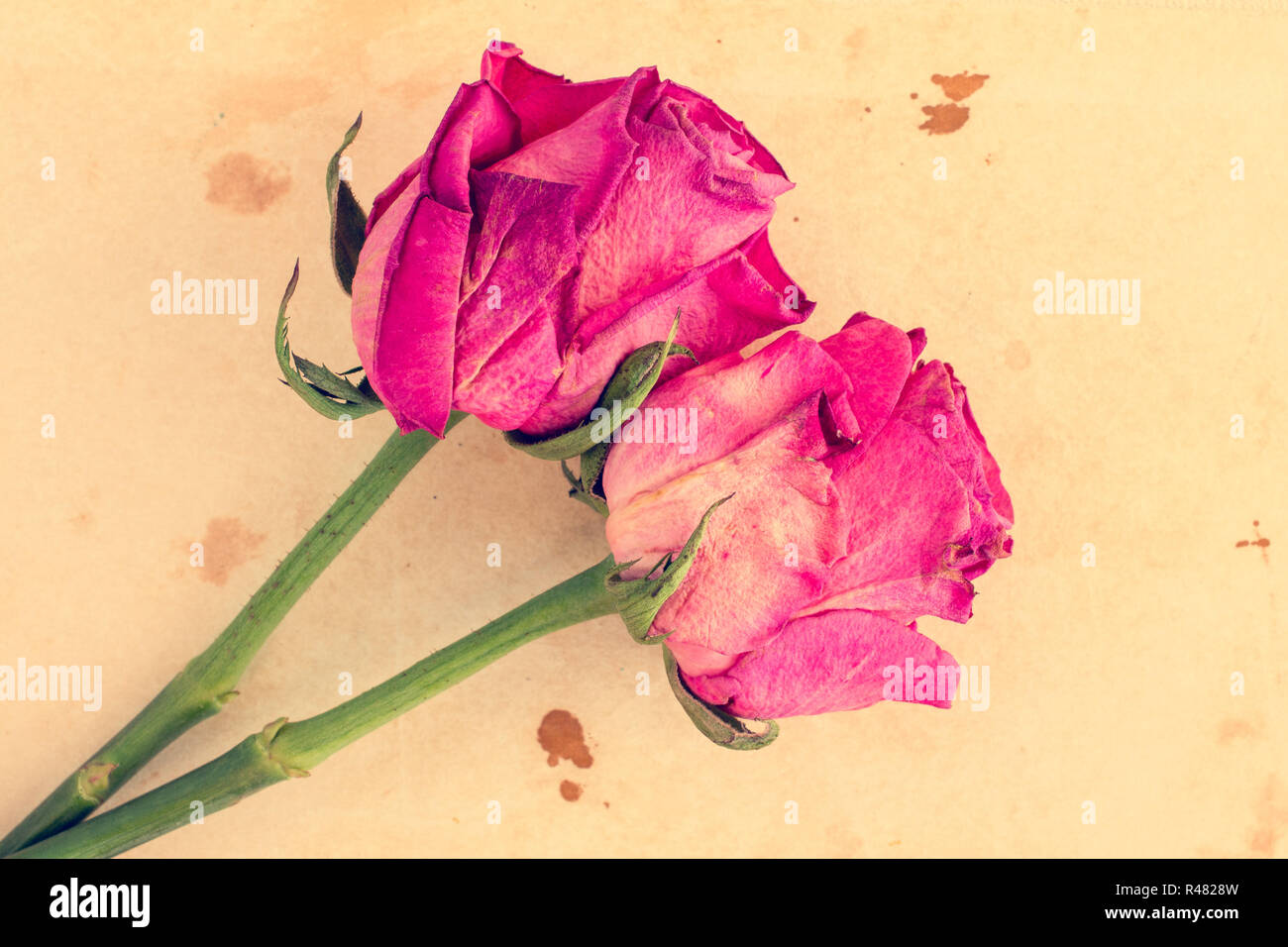 Roses on old paper hi-res stock photography and images - Alamy