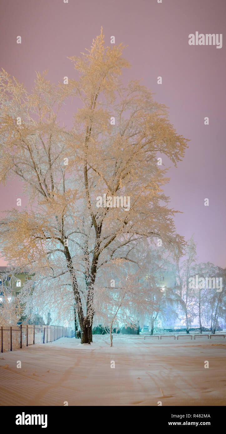 Tree in frost and snow Stock Photo - Alamy