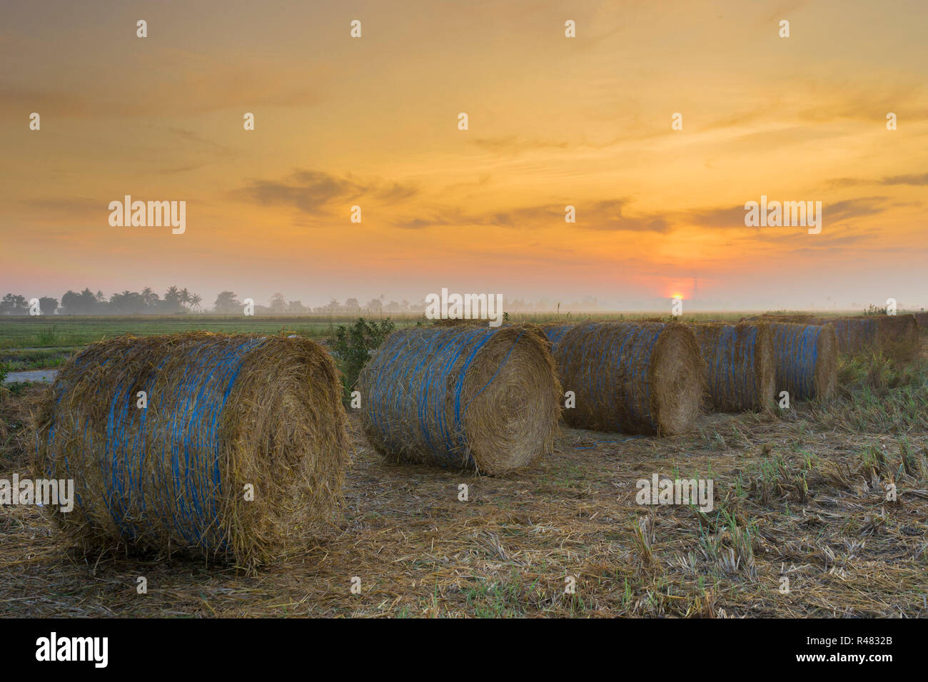 Rolls of paddy straw with sunrise golden skies background Stock Photo ...