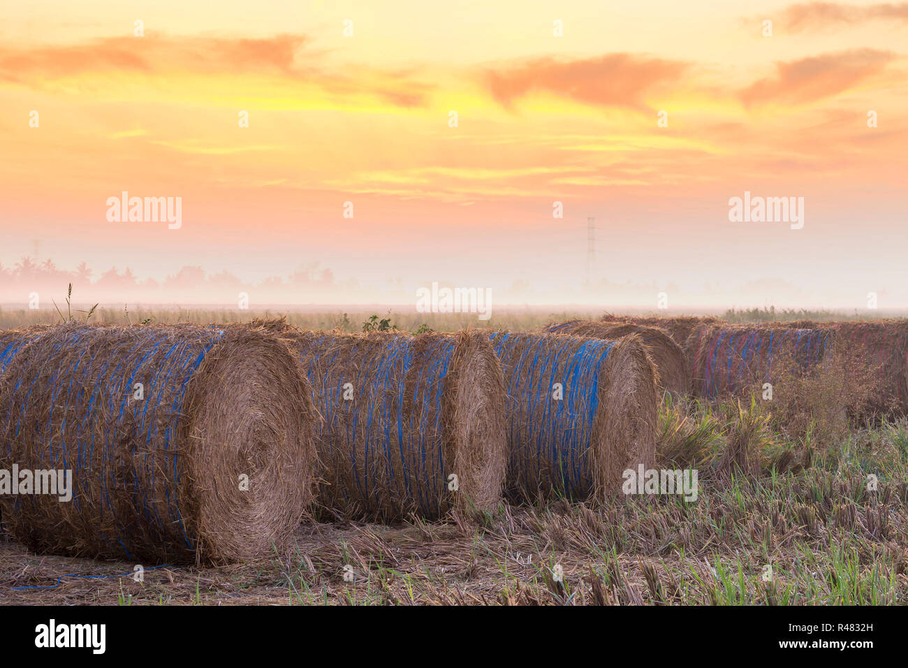 Rolls of paddy straw with sunrise golden skies background Stock Photo ...