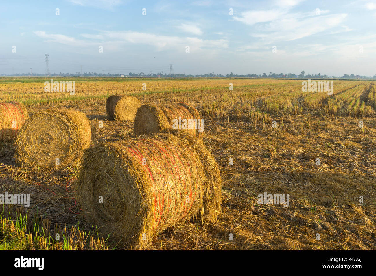 Rolls of paddy straw with natural lighting Stock Photo - Alamy