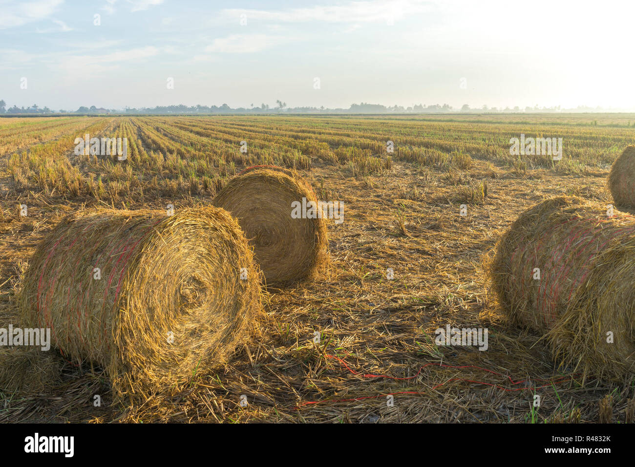 Rolls of paddy straw with natural lighting Stock Photo - Alamy