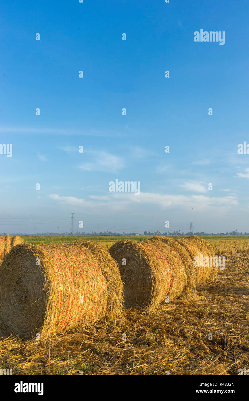 Rolls of paddy straw with natural lighting Stock Photo - Alamy