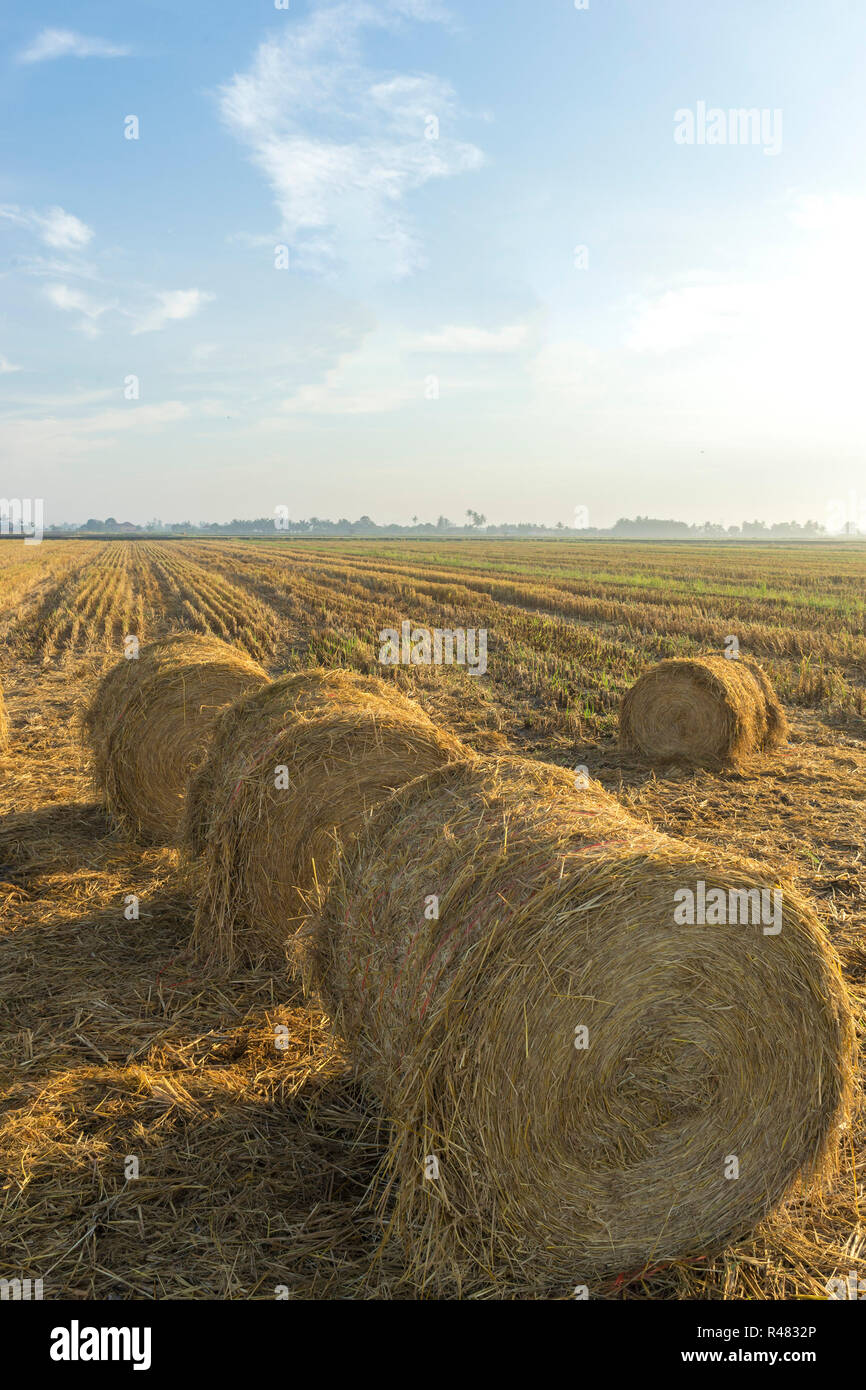Rolls of paddy straw with natural lighting Stock Photo - Alamy