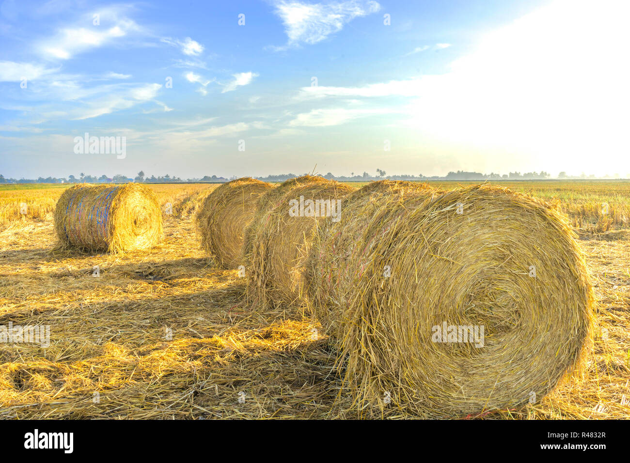 Rolls of paddy straw with natural lighting Stock Photo - Alamy