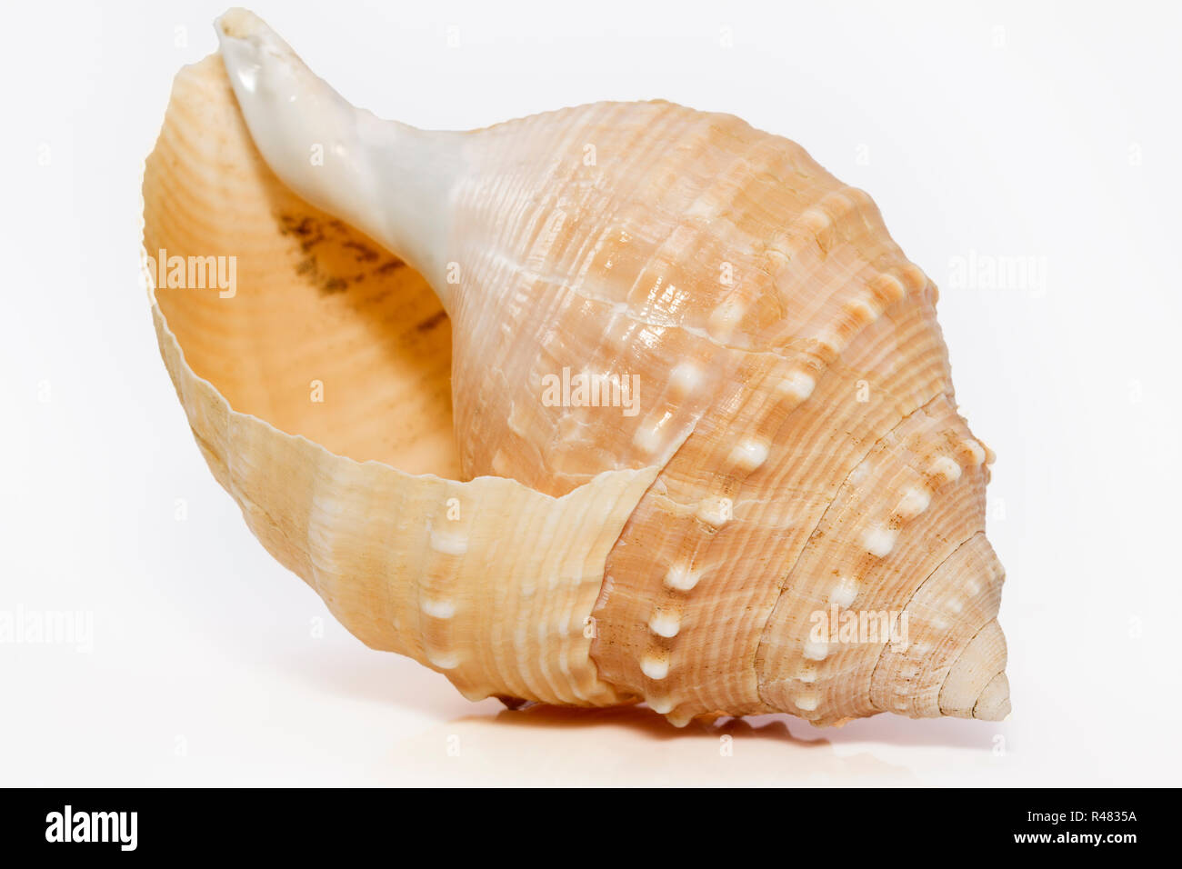 single seashell of underwater snail on white background Stock Photo - Alamy