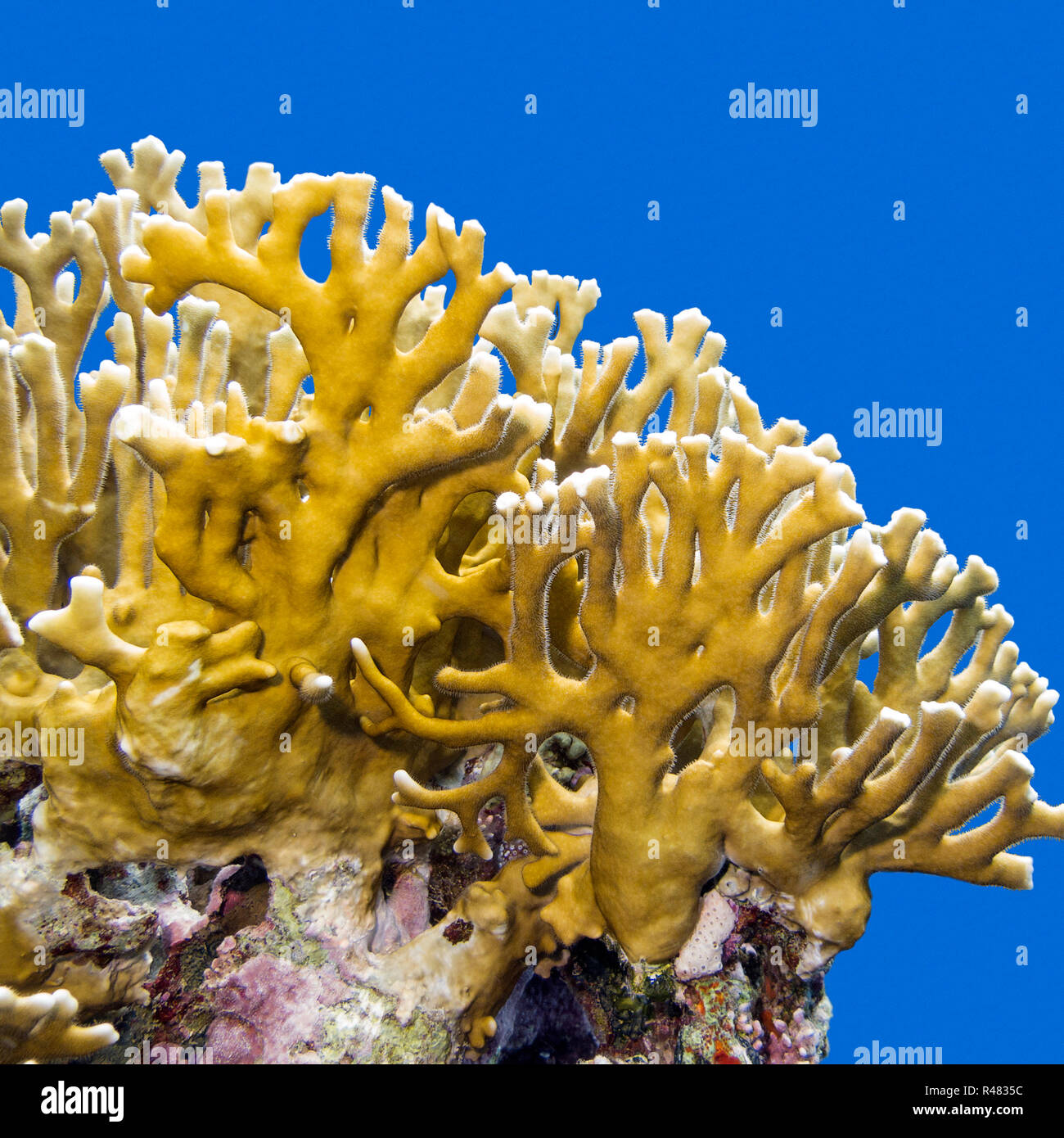coral reef with fire coral on a background of blue water Stock Photo ...