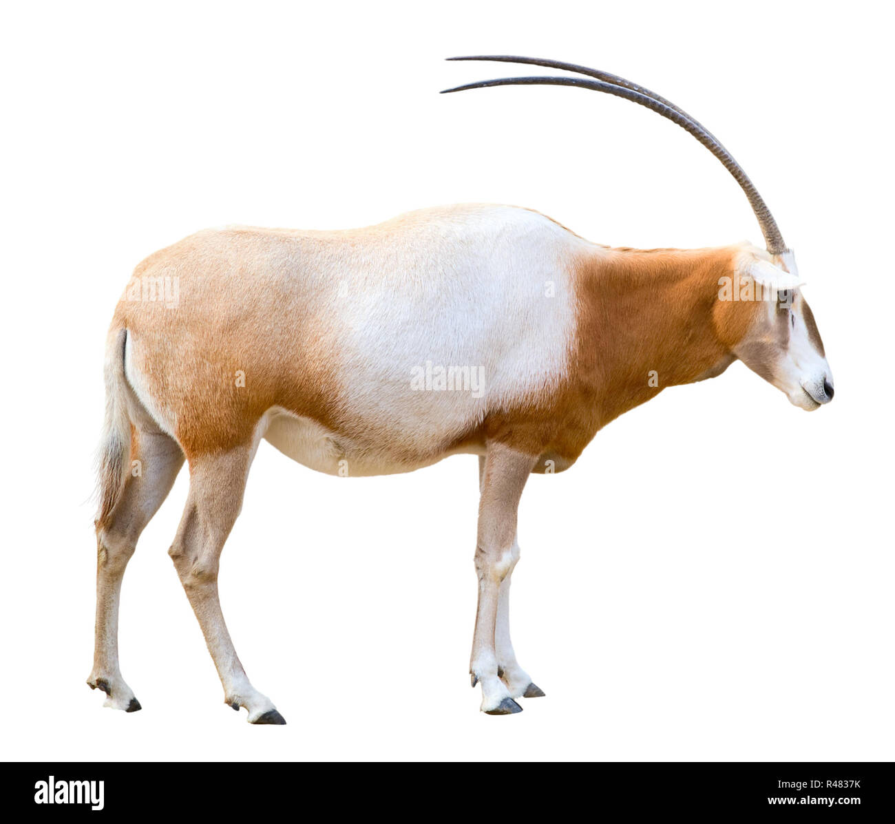 Damma High Resolution Stock Photography and Images - Alamy