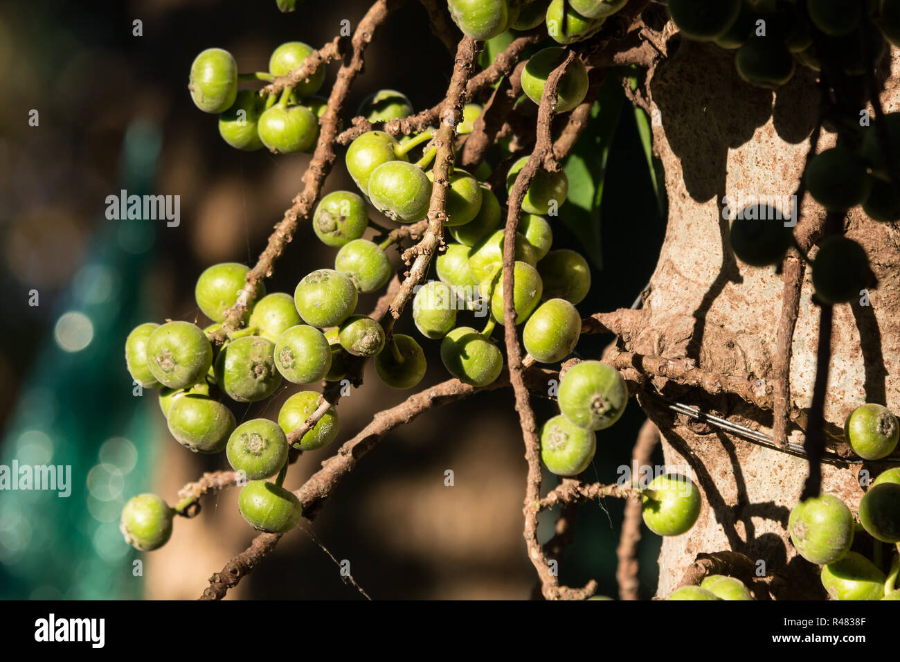 Ficus Hispida Linn or Ficus Tinctoria fruits are growing on the ...