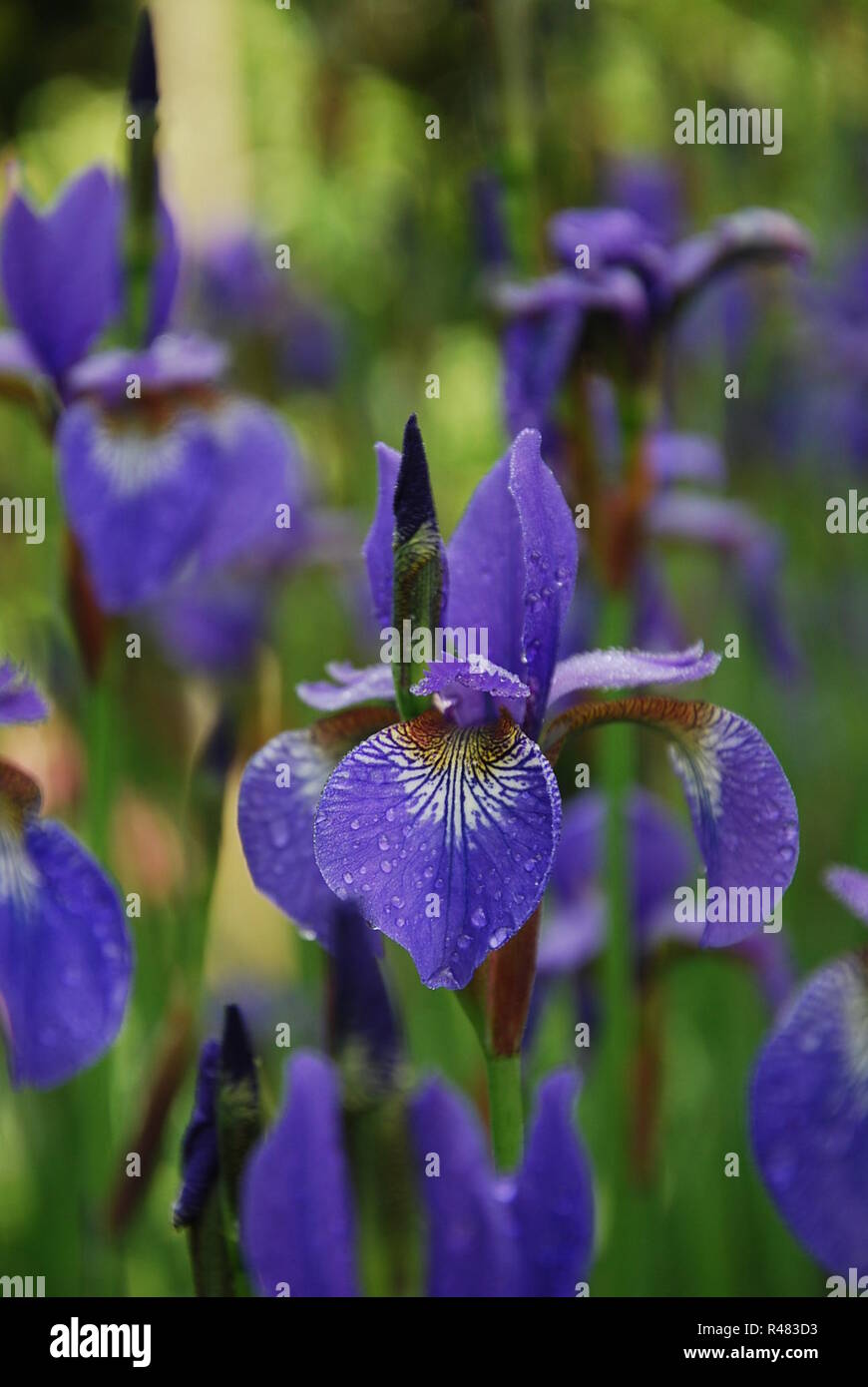 blue siberian irises - iris sibirica Stock Photo - Alamy