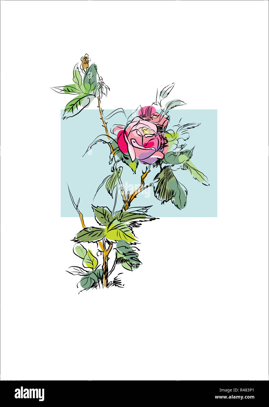 Summer flower spikes Cut Out Stock Images & Pictures - Alamy