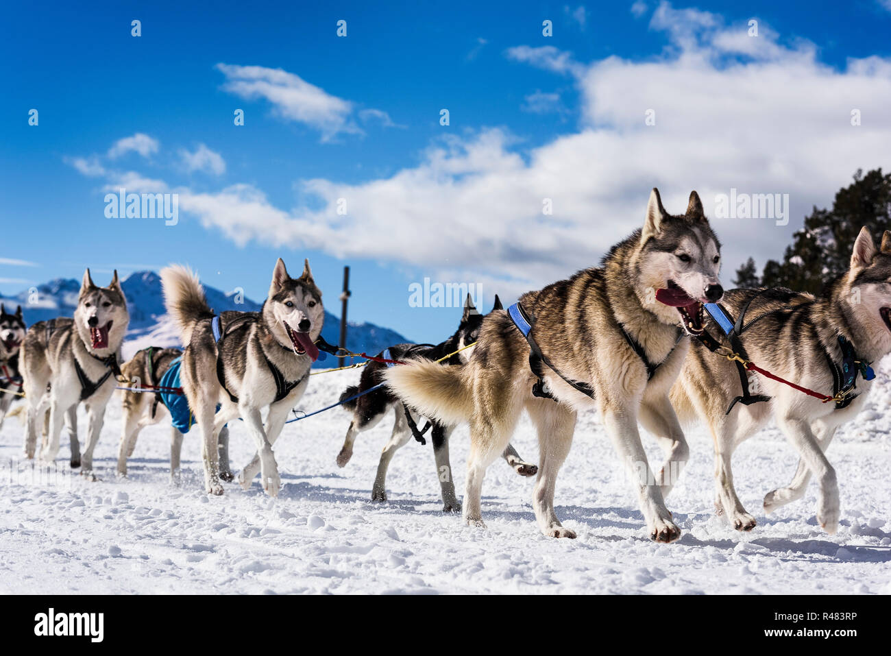 Sledge dogs in speed racing Stock Photo - Alamy