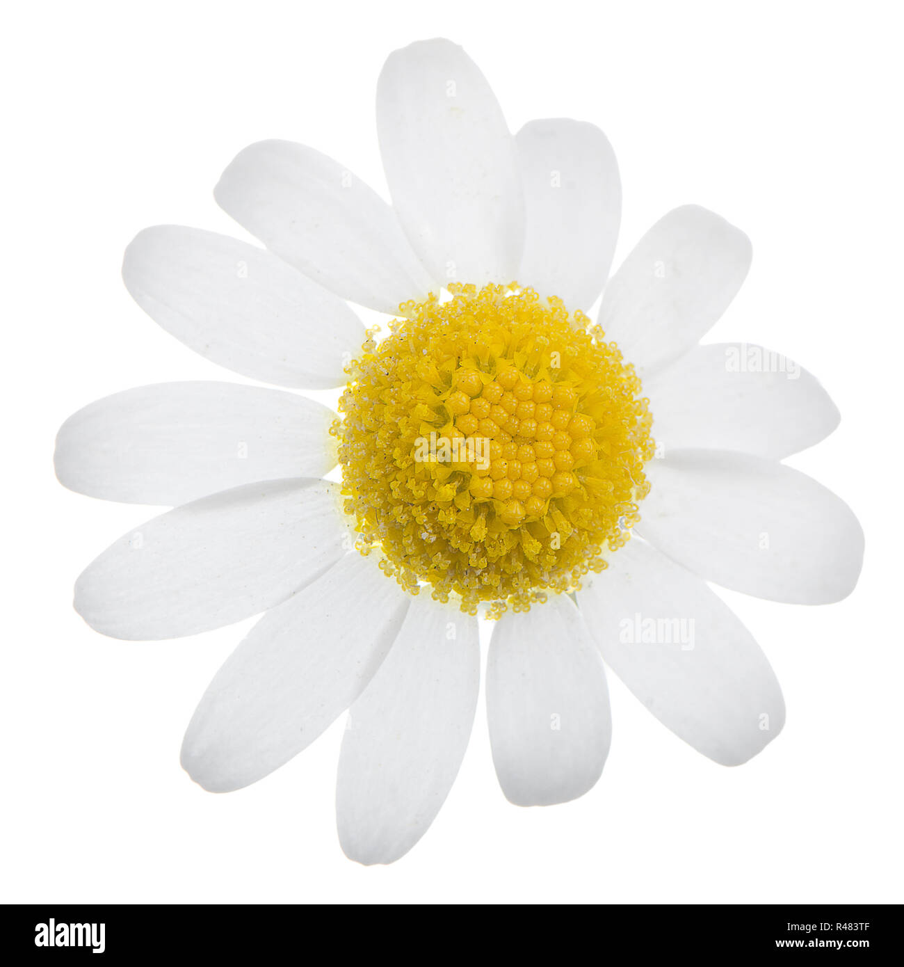Large daisy Cut Out Stock Images & Pictures - Alamy