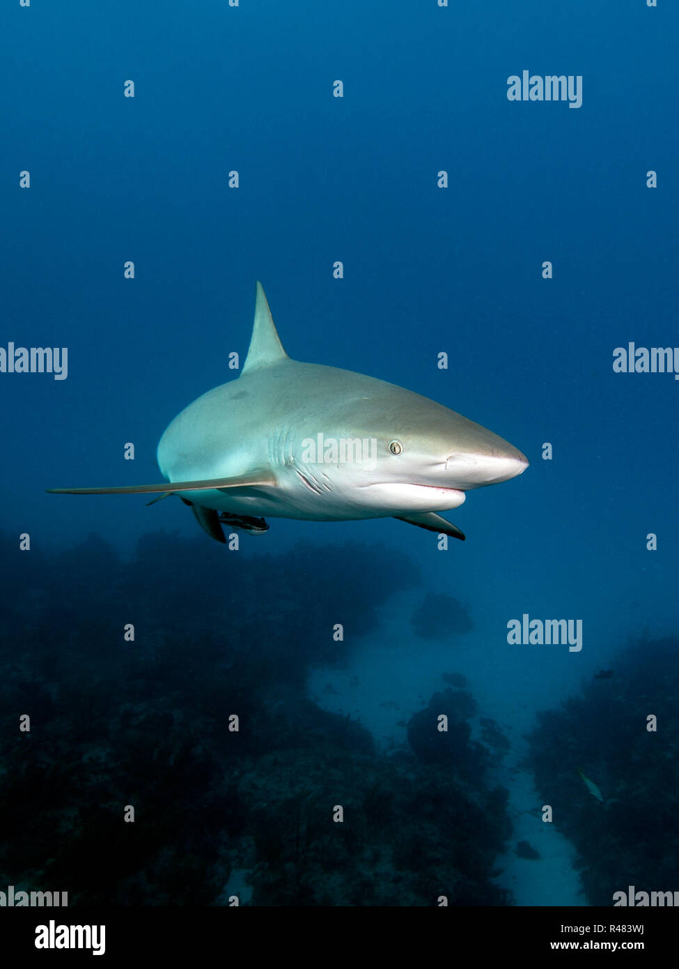 Karibischer riffhai hi-res stock photography and images - Alamy