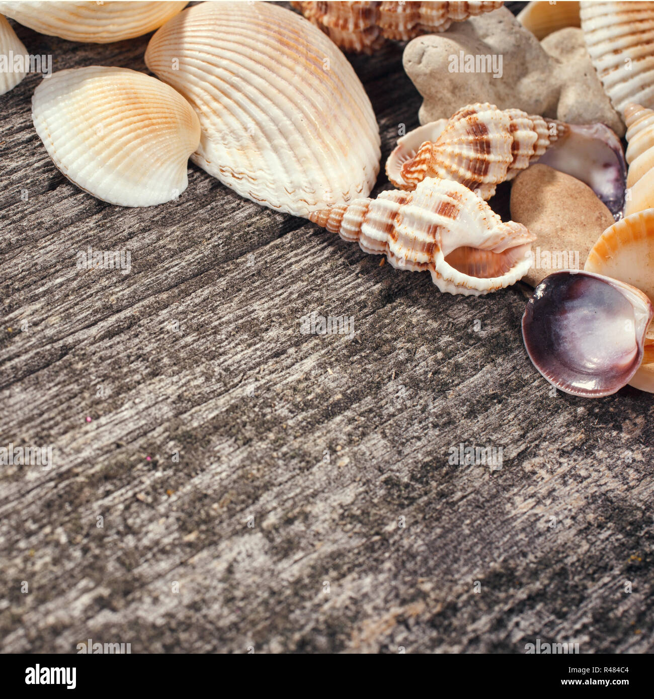 Sea shells on wooden background Stock Photo - Alamy
