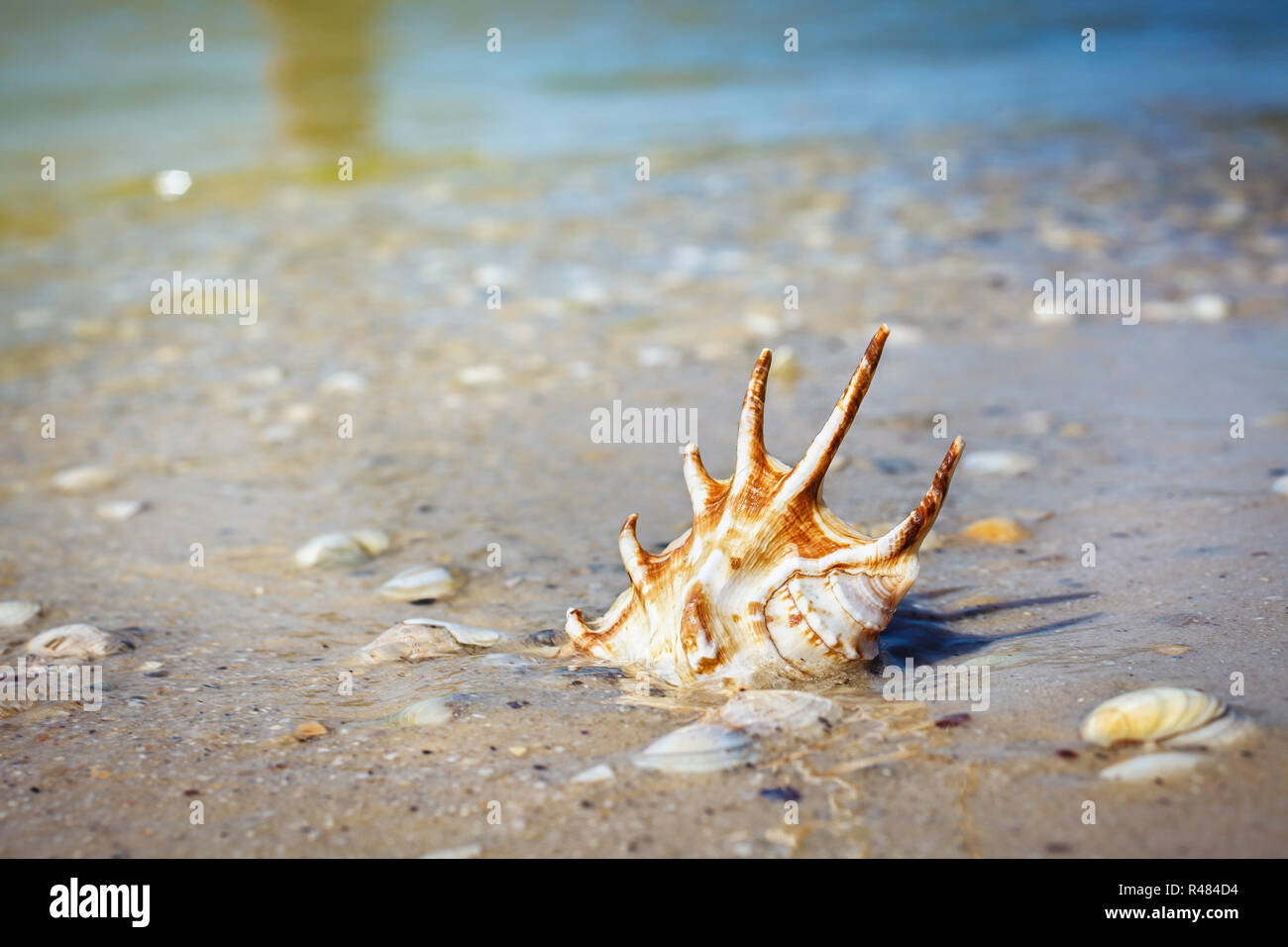 Big sea shell lying hi-res stock photography and images - Alamy