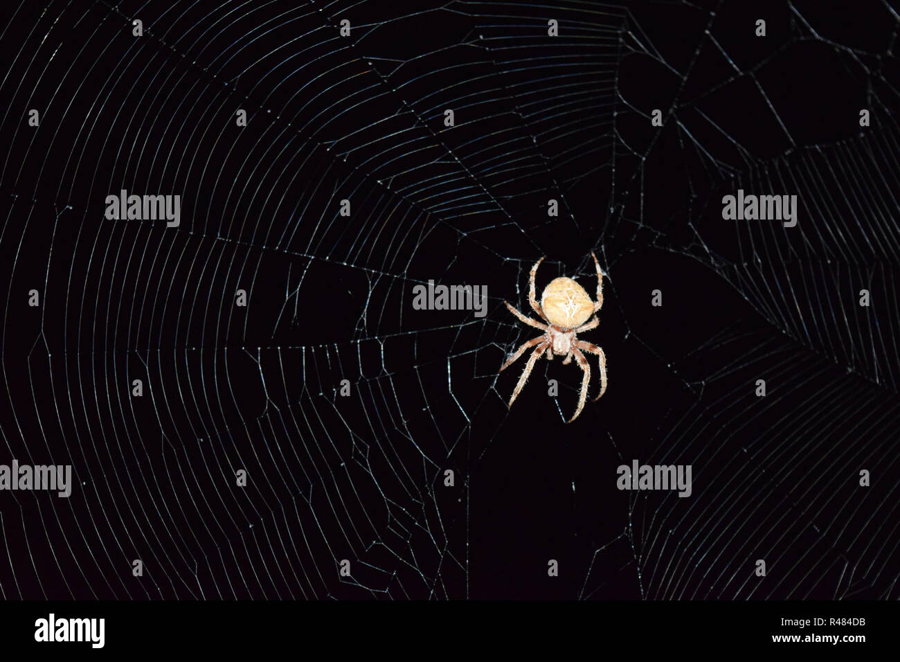 Spider at night photo hi-res stock photography and images - Alamy