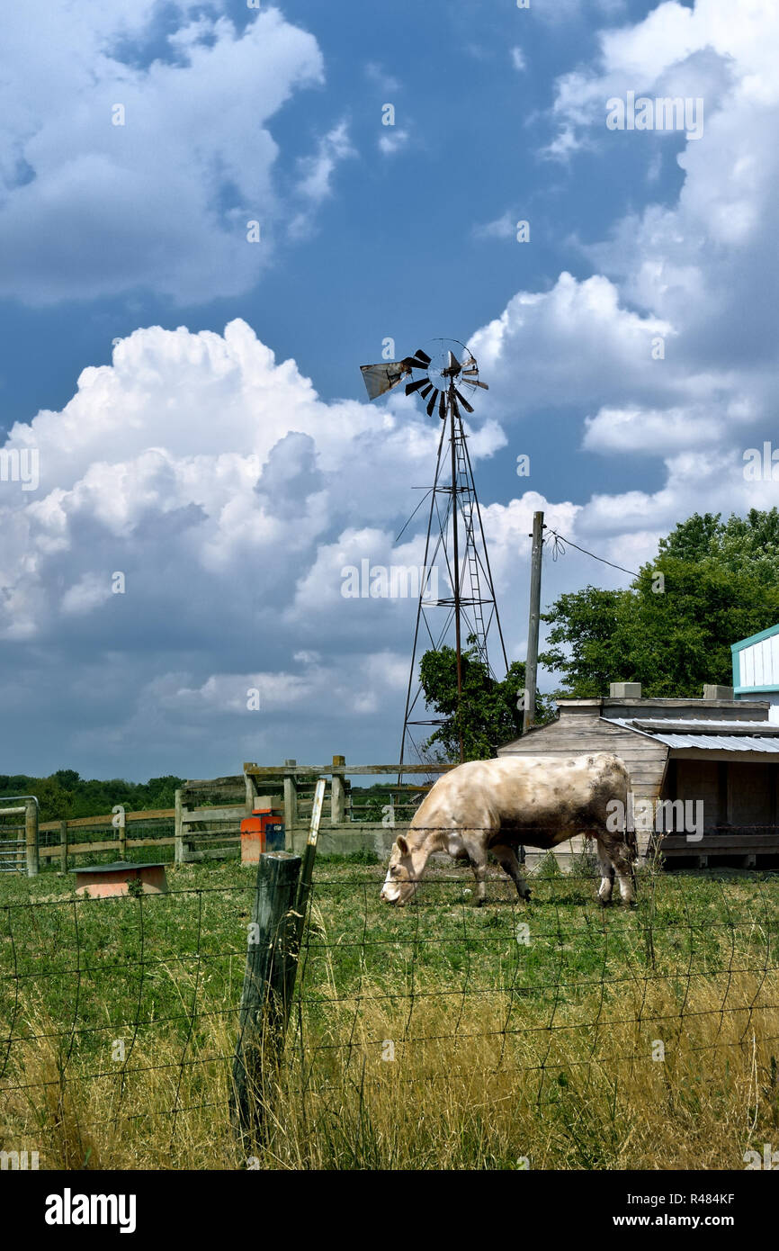 A cow grazes in a field on a farm in southern Indiana Stock Photo - Alamy