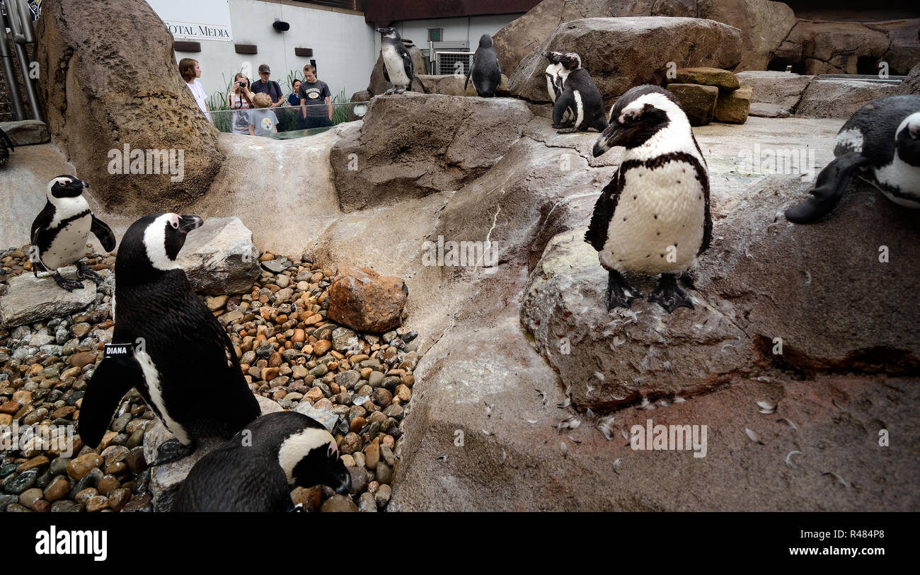 African Penguins on display at the National Aviary, located on the ...