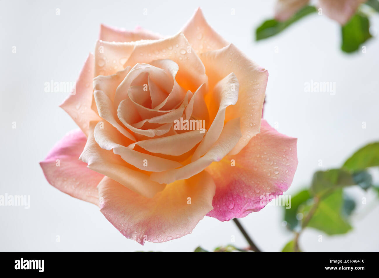Pink Rose with drops Stock Photo - Alamy