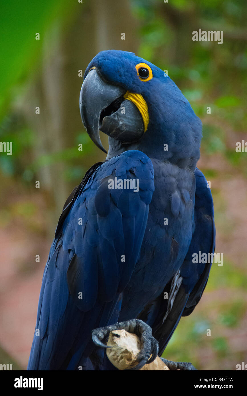 Aviary macaw hi-res stock photography and images - Alamy