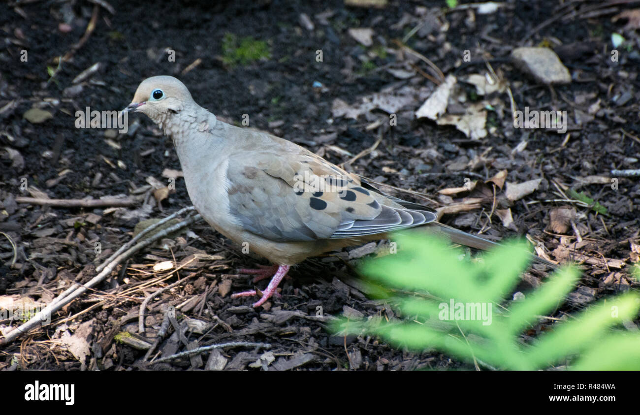 A mourning dove walks along the ground Stock Photo - Alamy