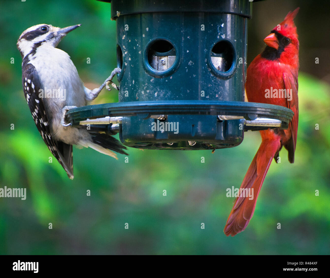 A woodpecker and a red male cardinal perch together on a bird feeder ...