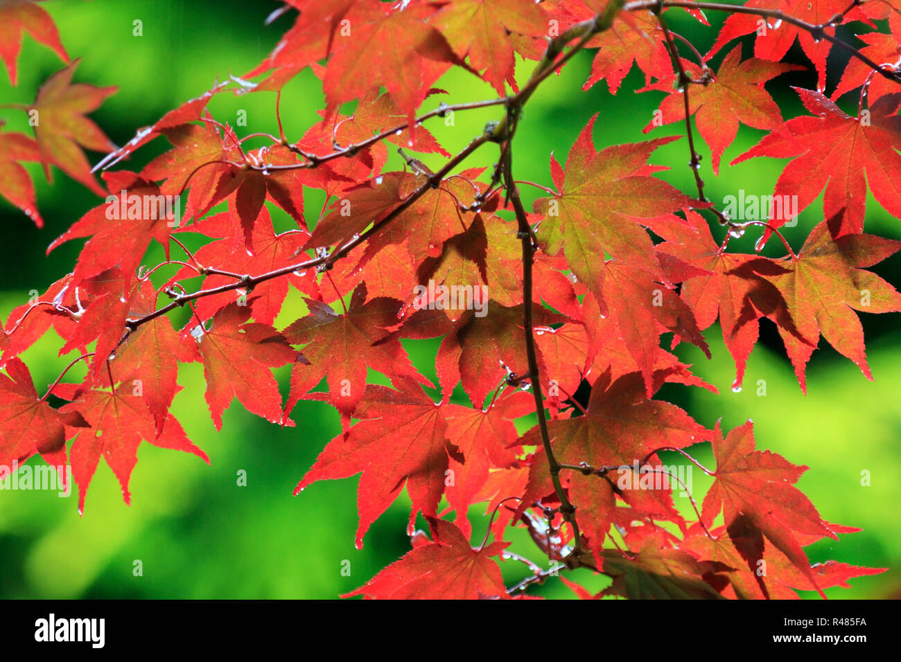 Autumn maple leaves Stock Photo - Alamy