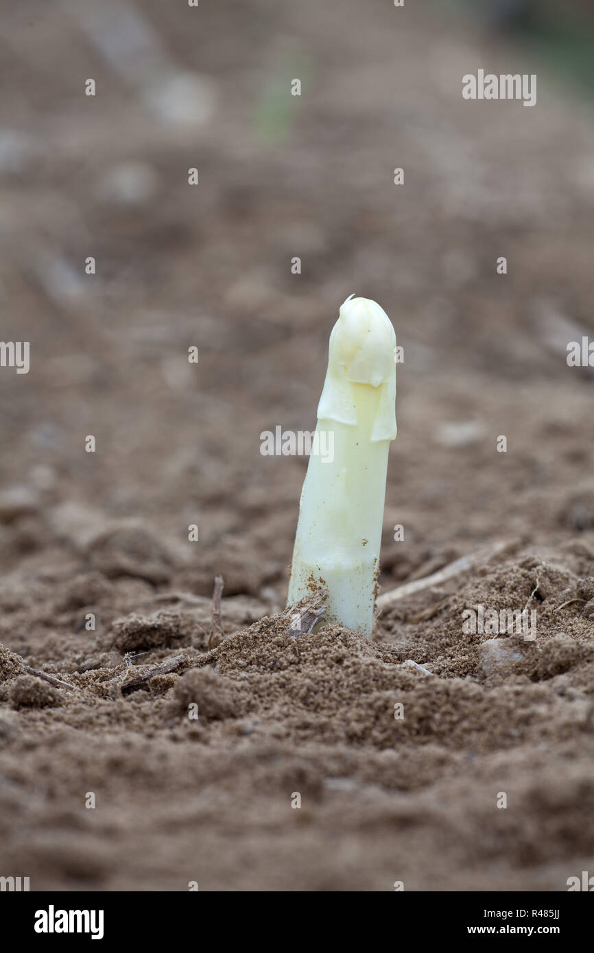 Spargelpflanze hi-res stock photography and images - Alamy