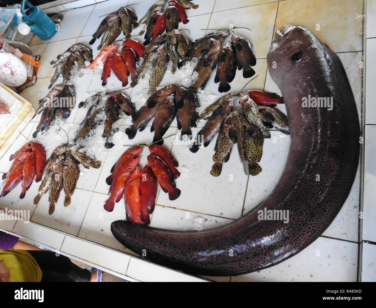 Fish market rawai phuket hi-res stock photography and images - Alamy