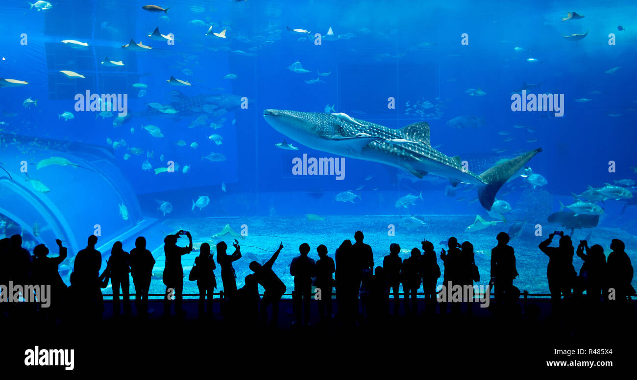 Okinawa churaumi aquarium hi-res stock photography and images - Alamy