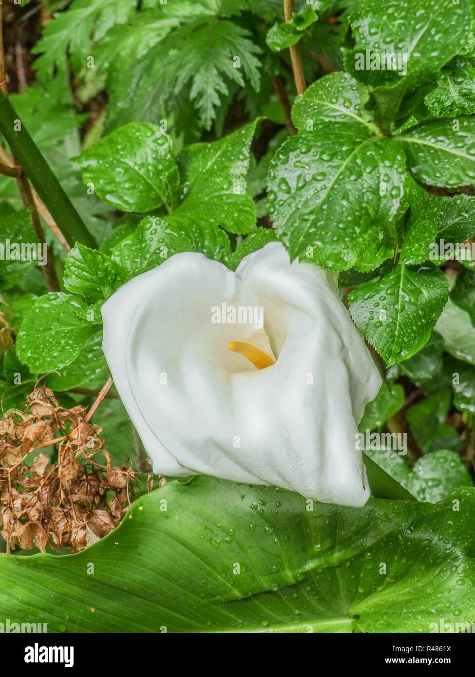 Kalla flower bright hi-res stock photography and images - Alamy