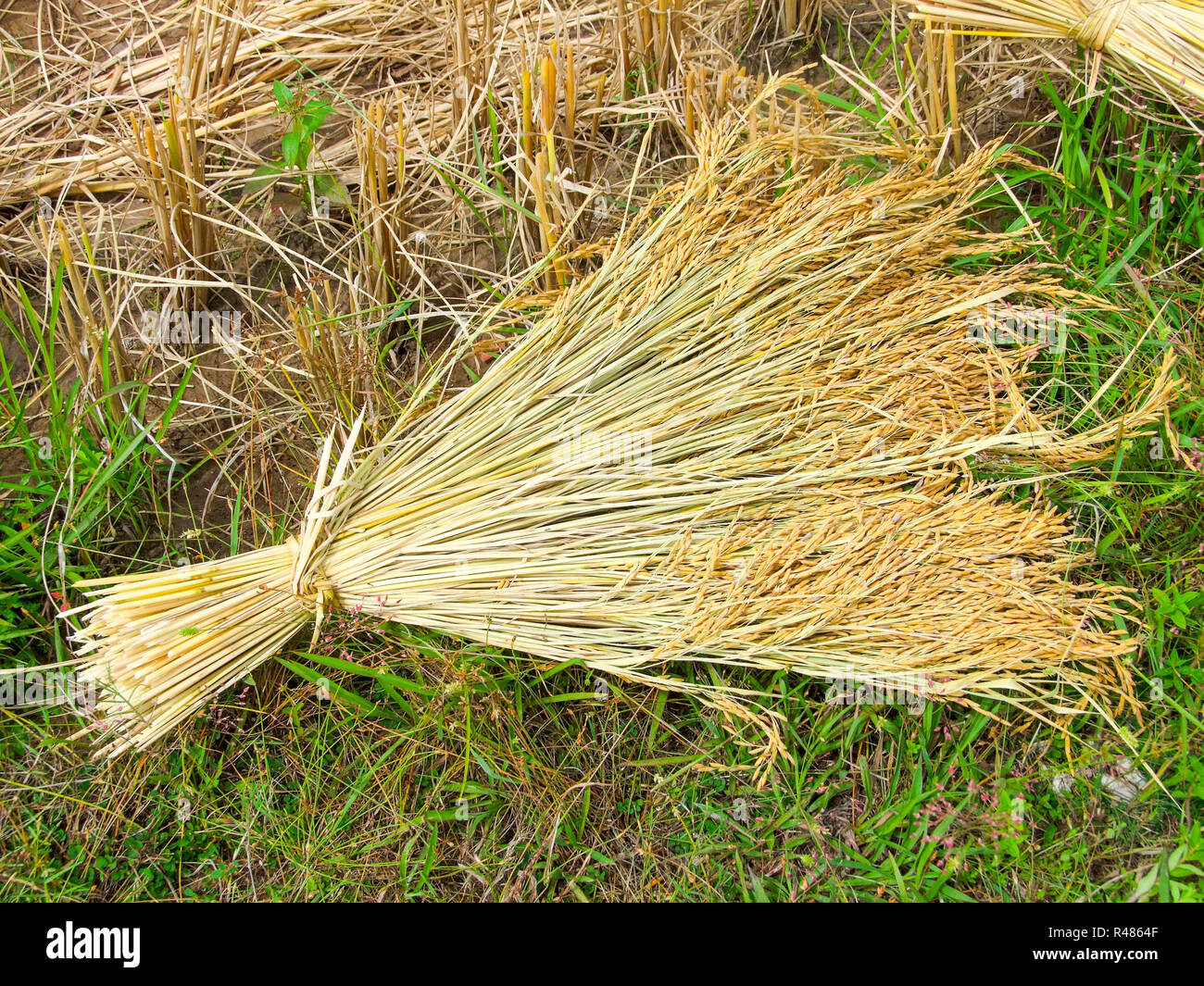 bundled paddy closeup Stock Photo - Alamy