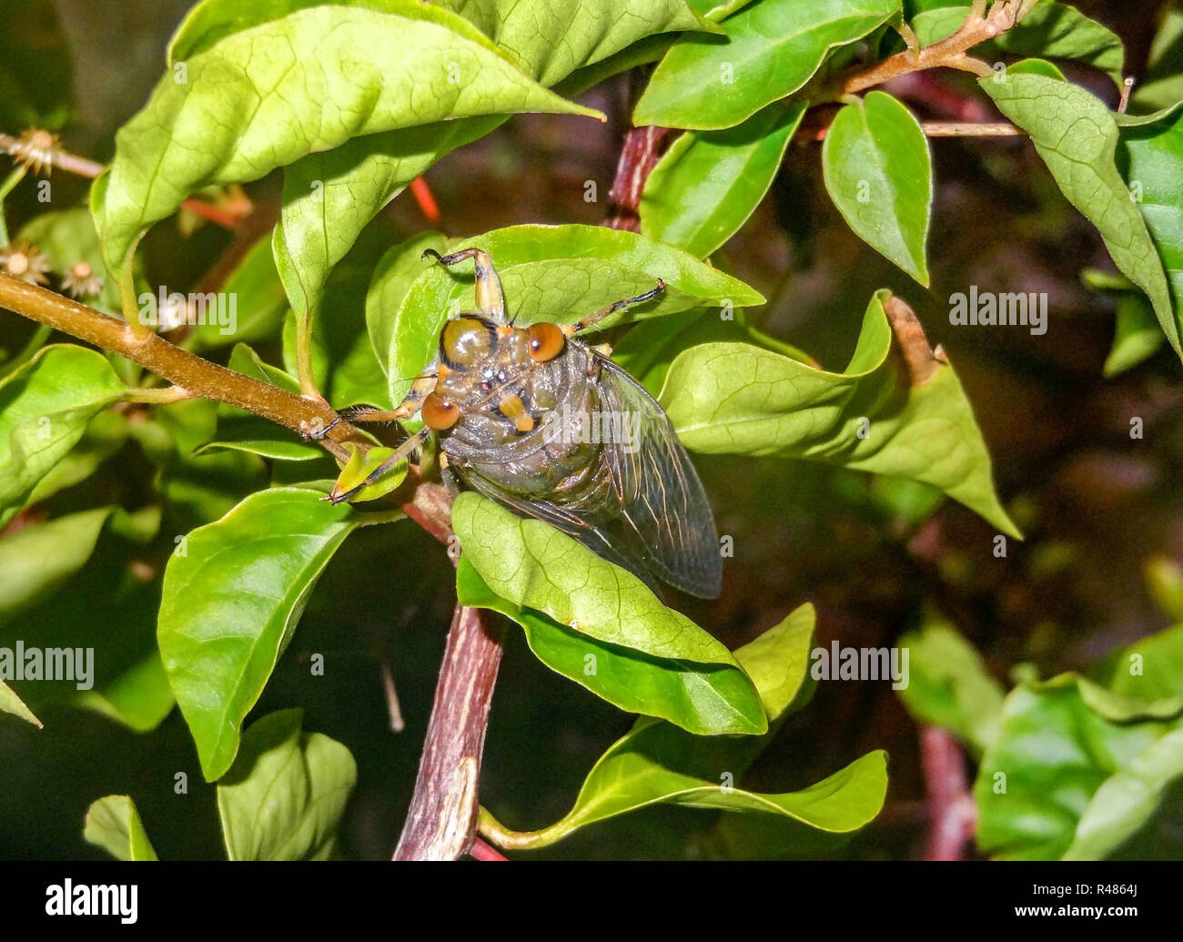 cicada in cambodia Stock Photo - Alamy