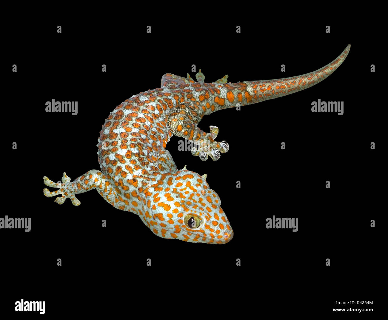 Tokeh gecko hi-res stock photography and images - Alamy