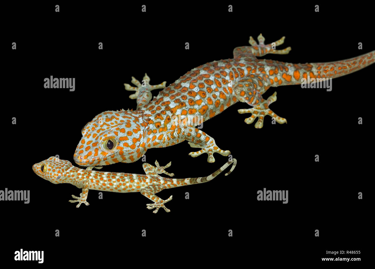 Tokeh gecko hi-res stock photography and images - Alamy