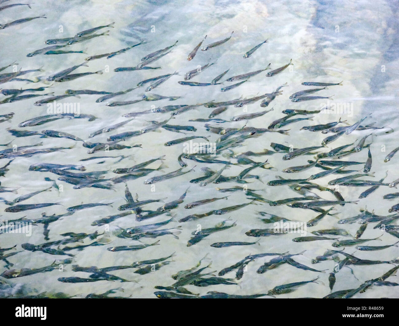 shoal of fishes Stock Photo - Alamy