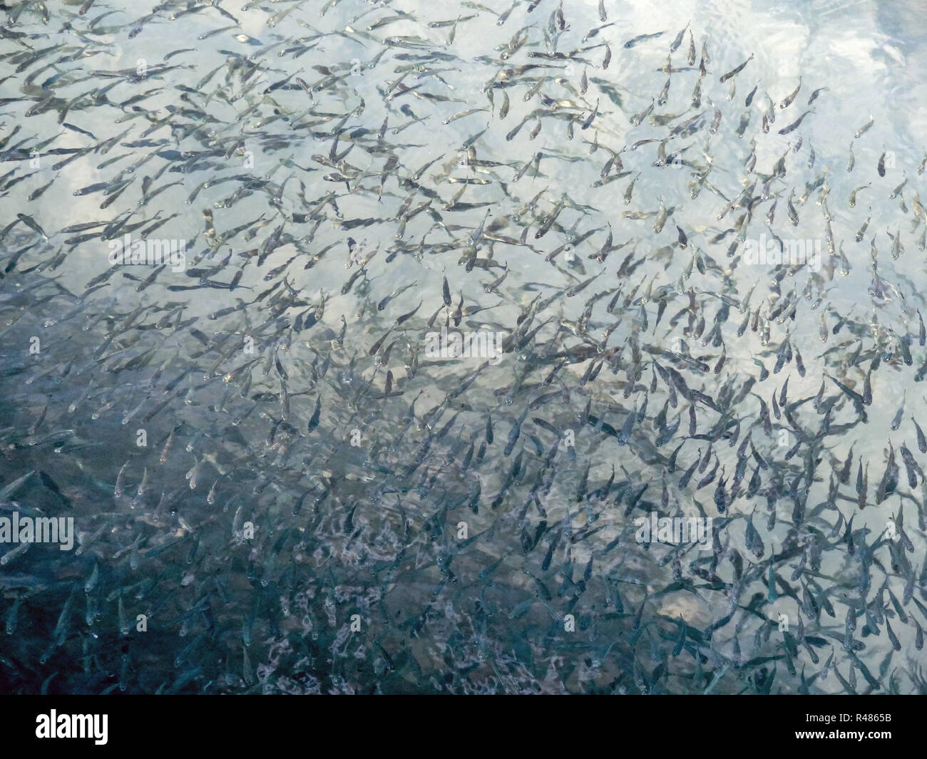 Herd of fishes hi-res stock photography and images - Alamy