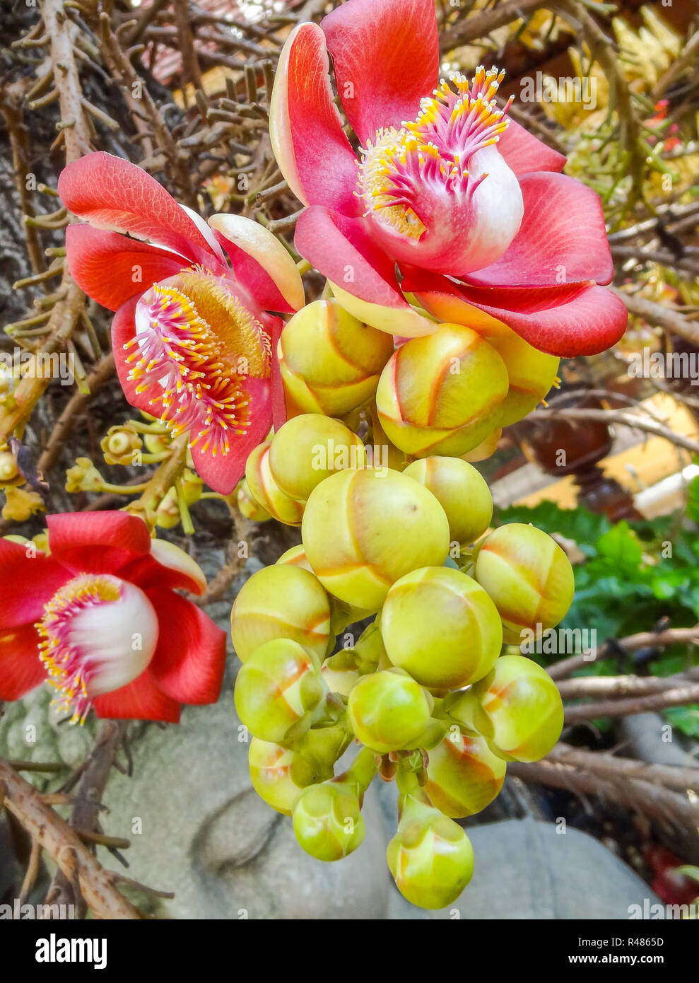 Salbaum hi-res stock photography and images - Alamy