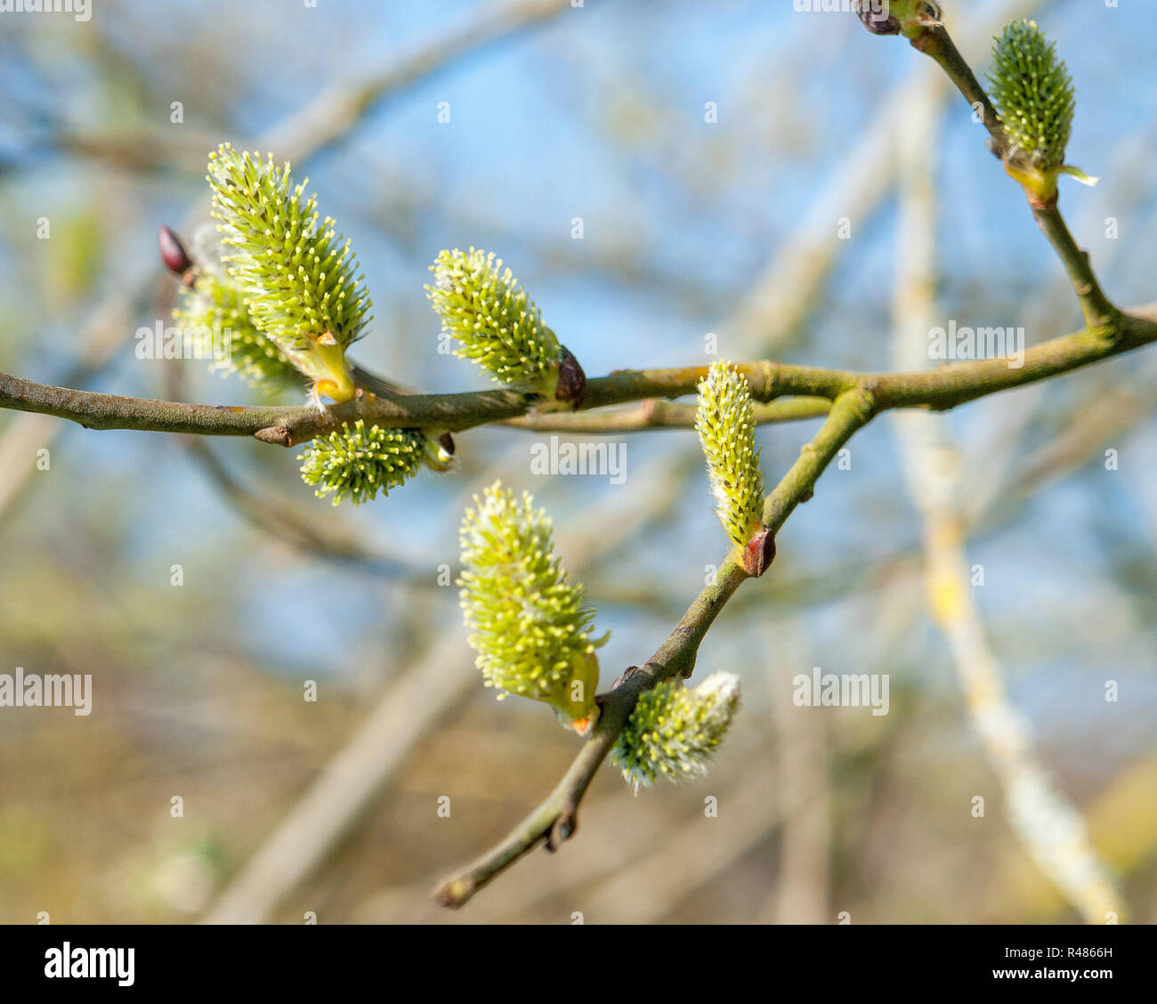 Catkin closeup hi-res stock photography and images - Alamy